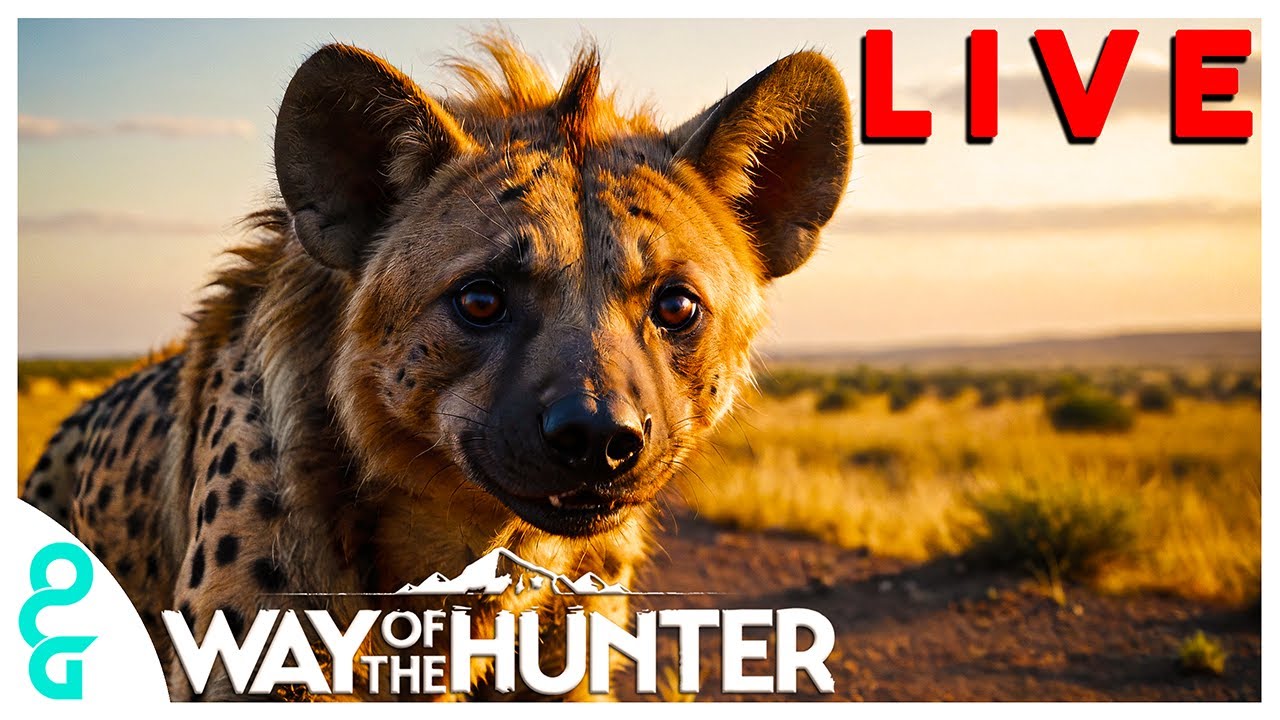 Realistic Hyena Hunt On Tikamoon Plains | Way of the Hunter LIVE 10/27 ...