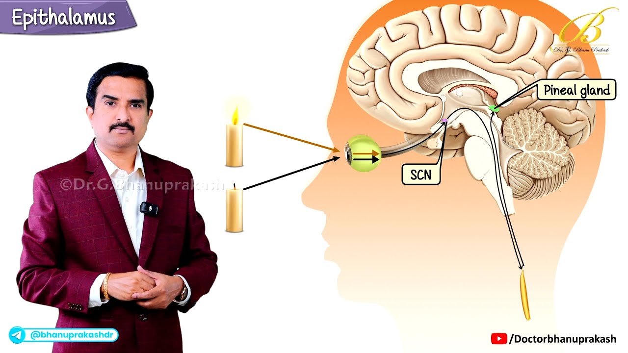 Epithalamus Anatomy 🧠 Pineal Gland, Habenula, Habenular Commissure ...