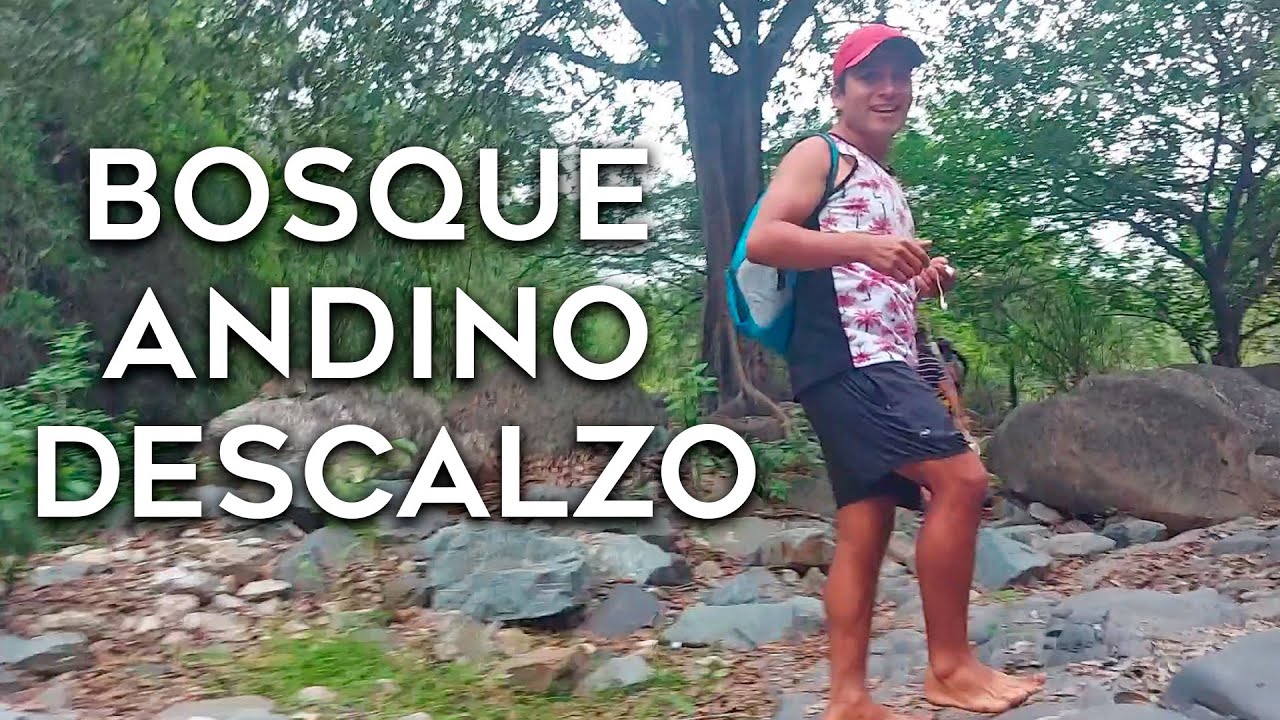 Caminar descalzo por el bosque subtropical andino Perú - YouTube
