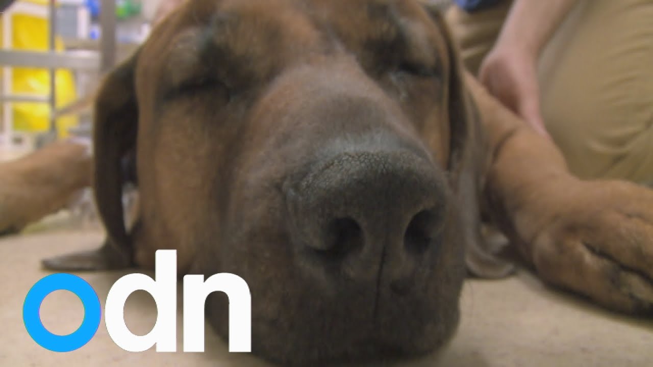 Young Vets: The truth behind dog facelifts - YouTube