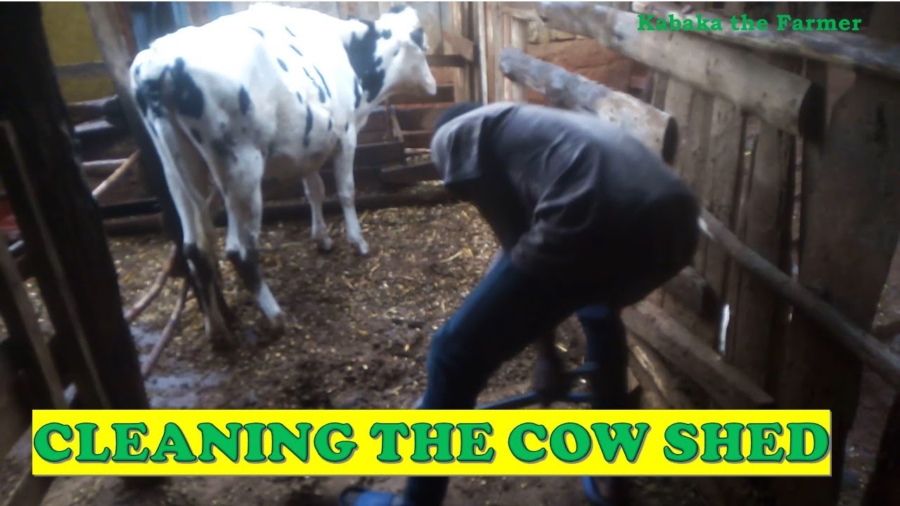 Cleaning the cow shed - YouTube