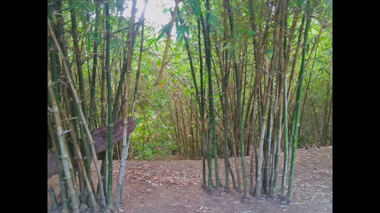 At Bamboo Farm || Romblon - YouTube