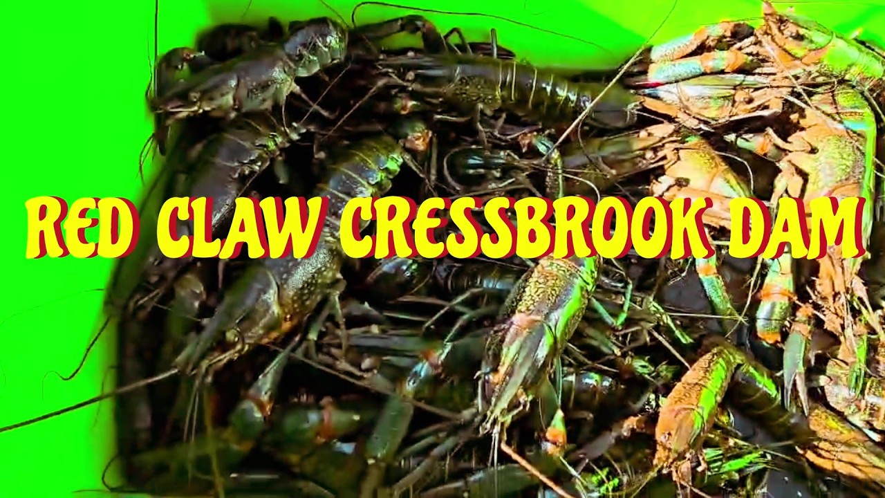 Red claw Lake Cressbrook Dam catching red claw in Queensland fishing ...
