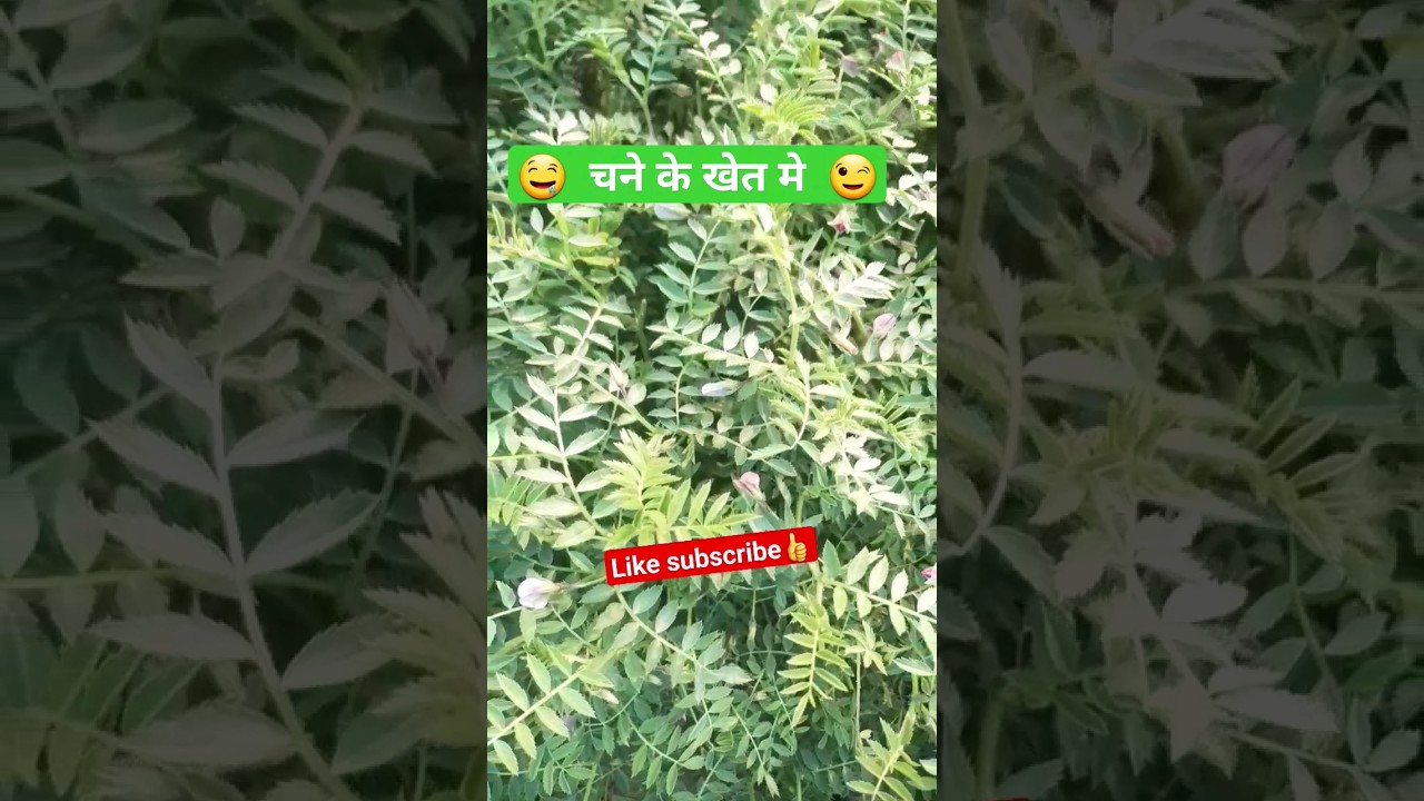 Chane Ke Khet Mein # 😉#youtubeshorts #funny # video 🙏# subscribe - YouTube