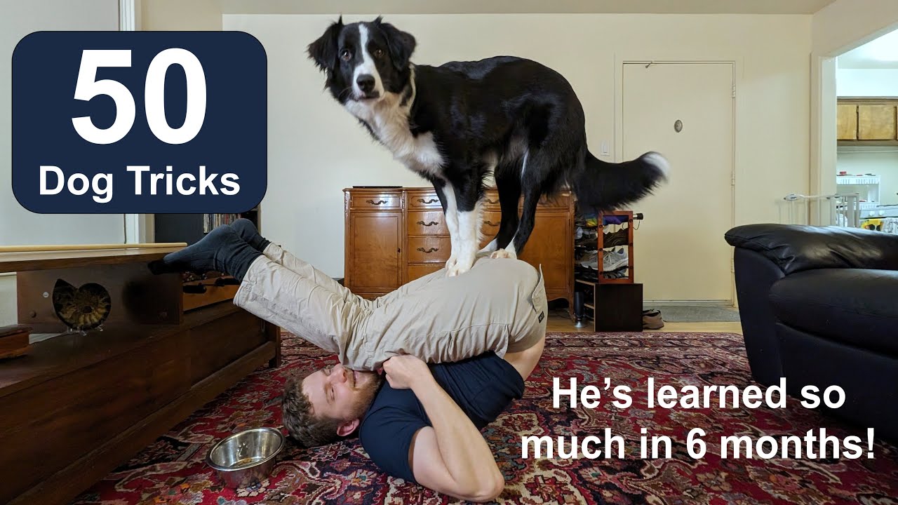 50 different tricks in 1 take! Clever puppy shows what he learned in 6 ...