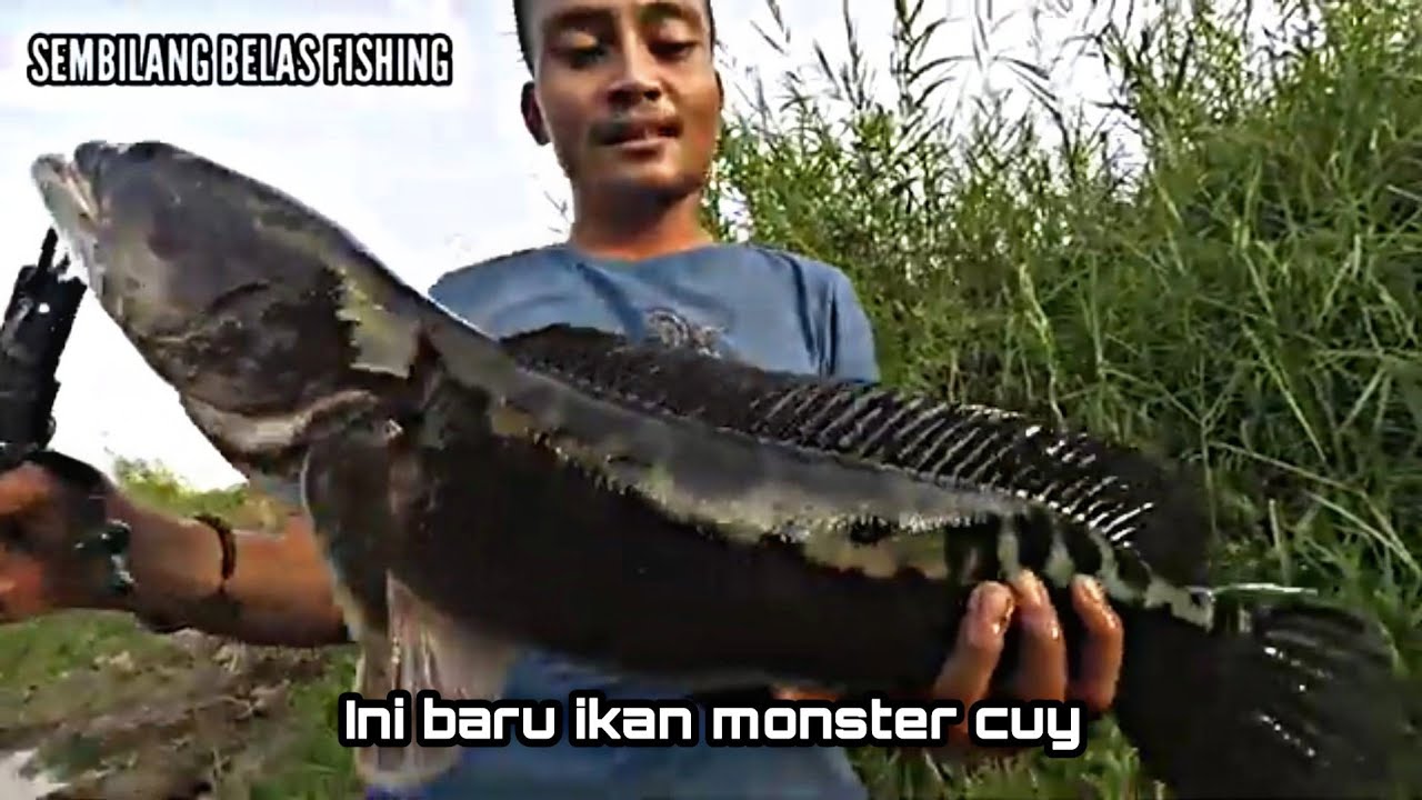 CASTING TOMAN BESAR, ASLI PESTA STRIKE IKAN TOMAN !! - YouTube
