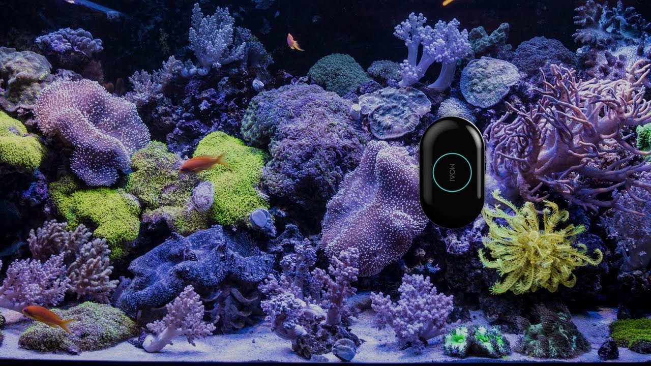 Revolutionize Your Aquarium's Cleanliness with the Best Moai Robotic ...