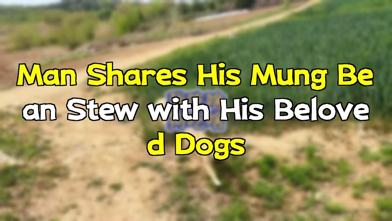 Man Shares His Mung Bean Stew with His Beloved Dogs - YouTube
