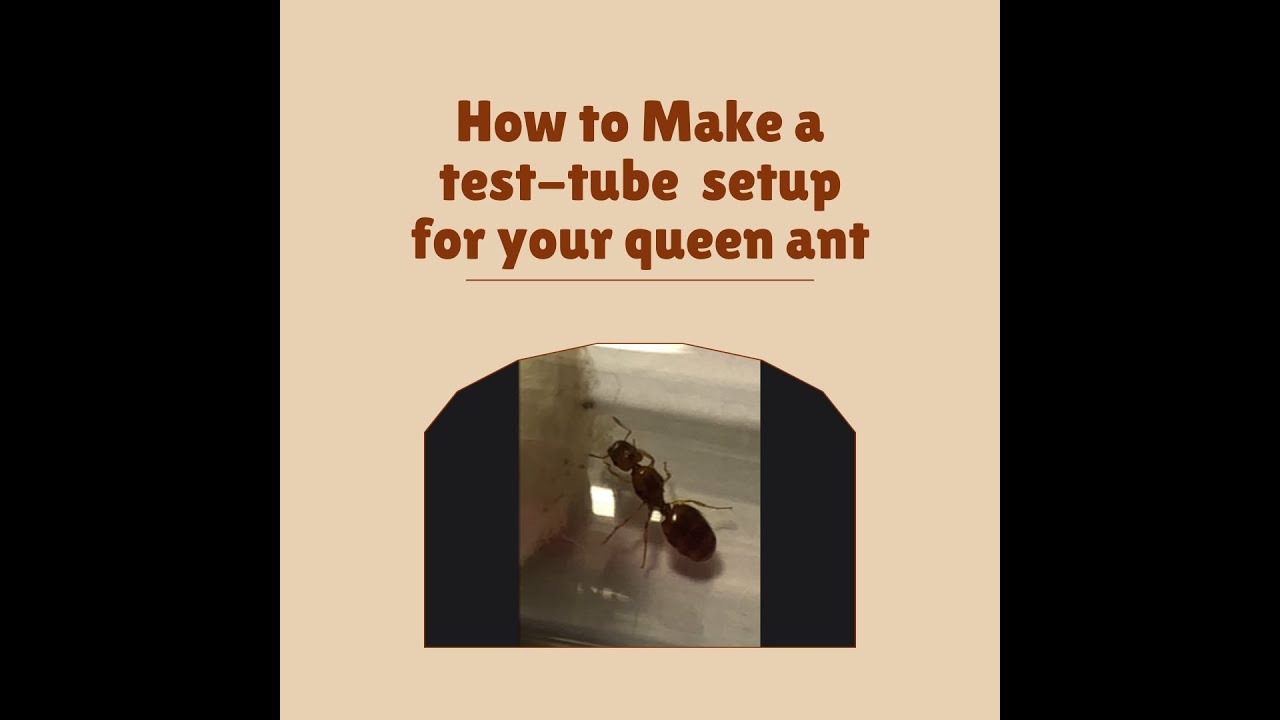 How To Make a Test-Tube Setup for Your Queen Ant - YouTube