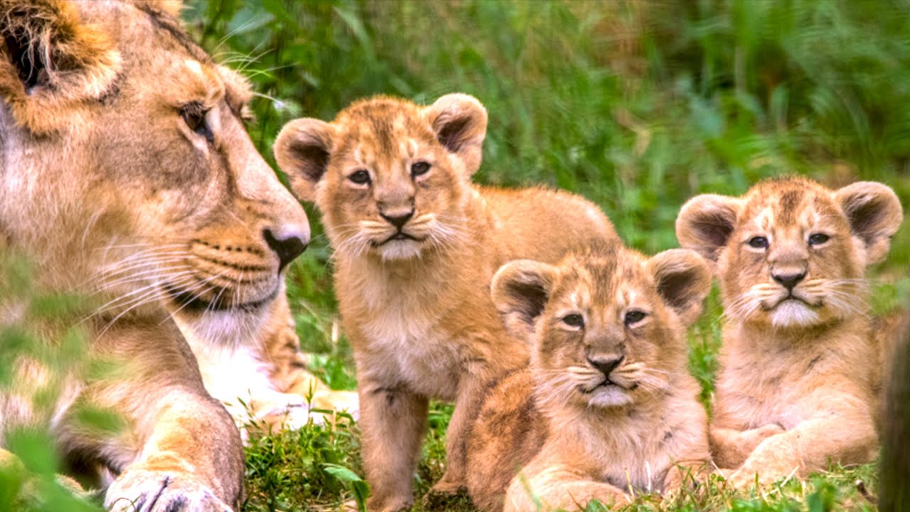 Born Wild The First Days of Life Lion Cubs on NATURE PBS - YouTube