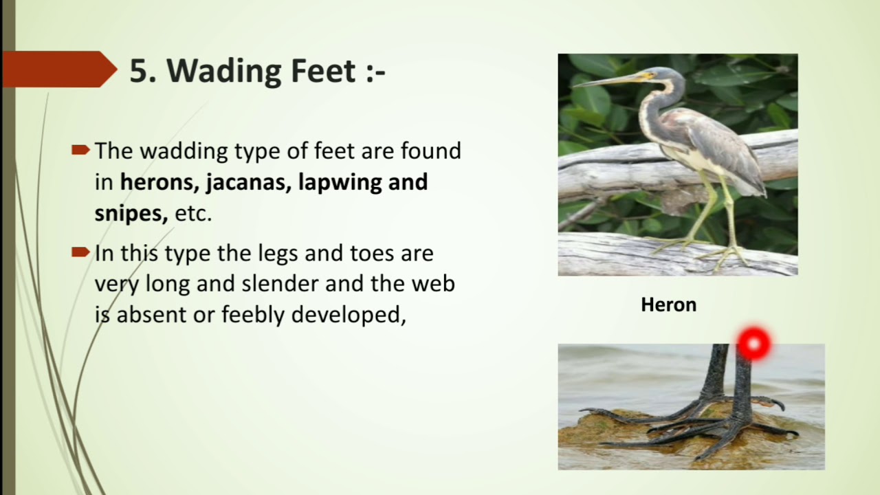 Types of claws or feet in bird - YouTube