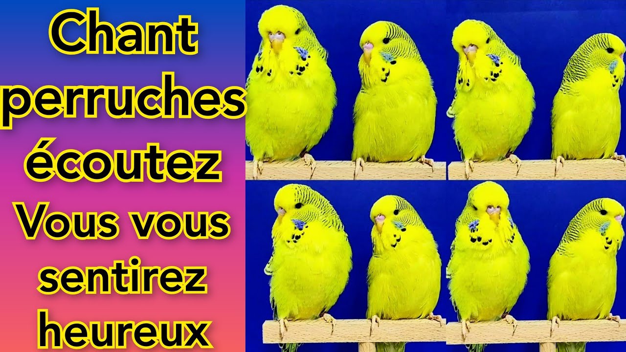 écoutez vous vous sentirez heureux / Son de Perruche / Chant perruches ...