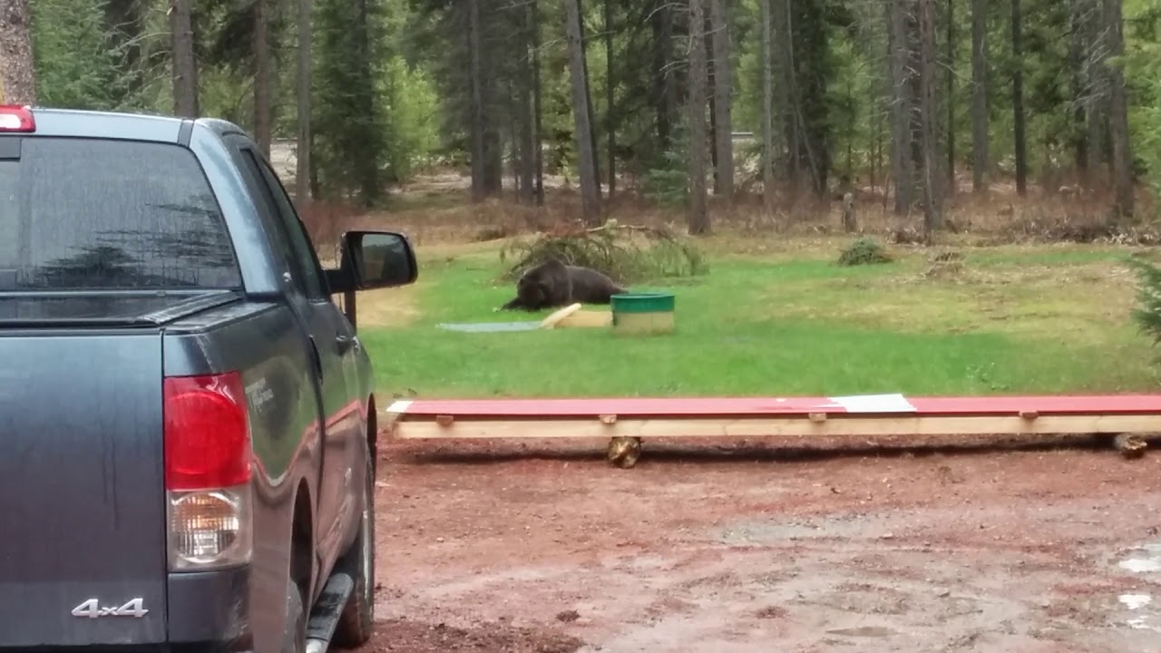 "The Boss" grizzly bear in Banff National Park - YouTube