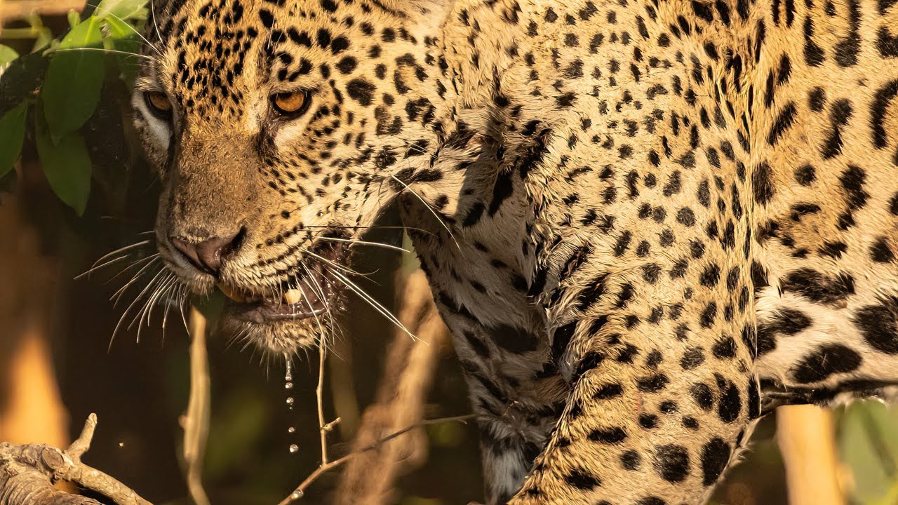 Mama Tembo Guided Travels Pantanal Jaguar Safari Promo - YouTube