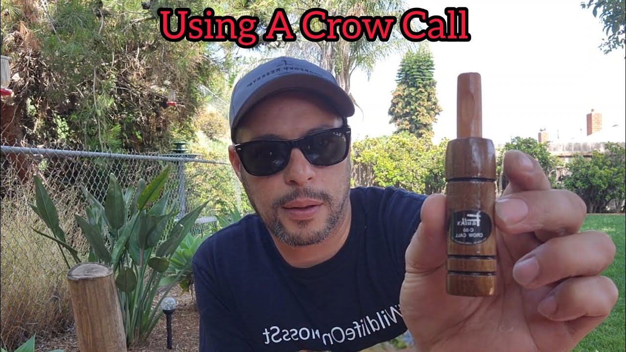 Befriending Wild Crows/ Using A Crow Call - My Experiences And Thoughts ...