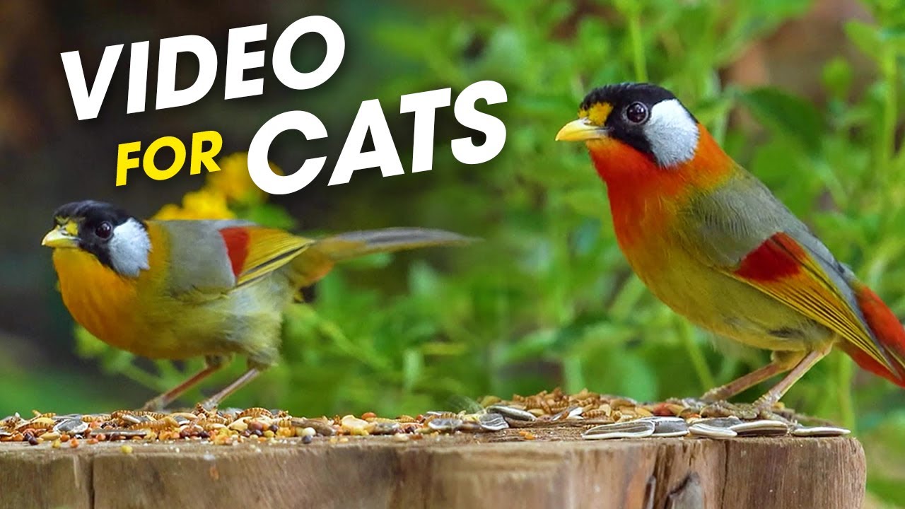 Cats Watching Birds - Mesmerizing Birds And Squirrels For Cats To Watch ...
