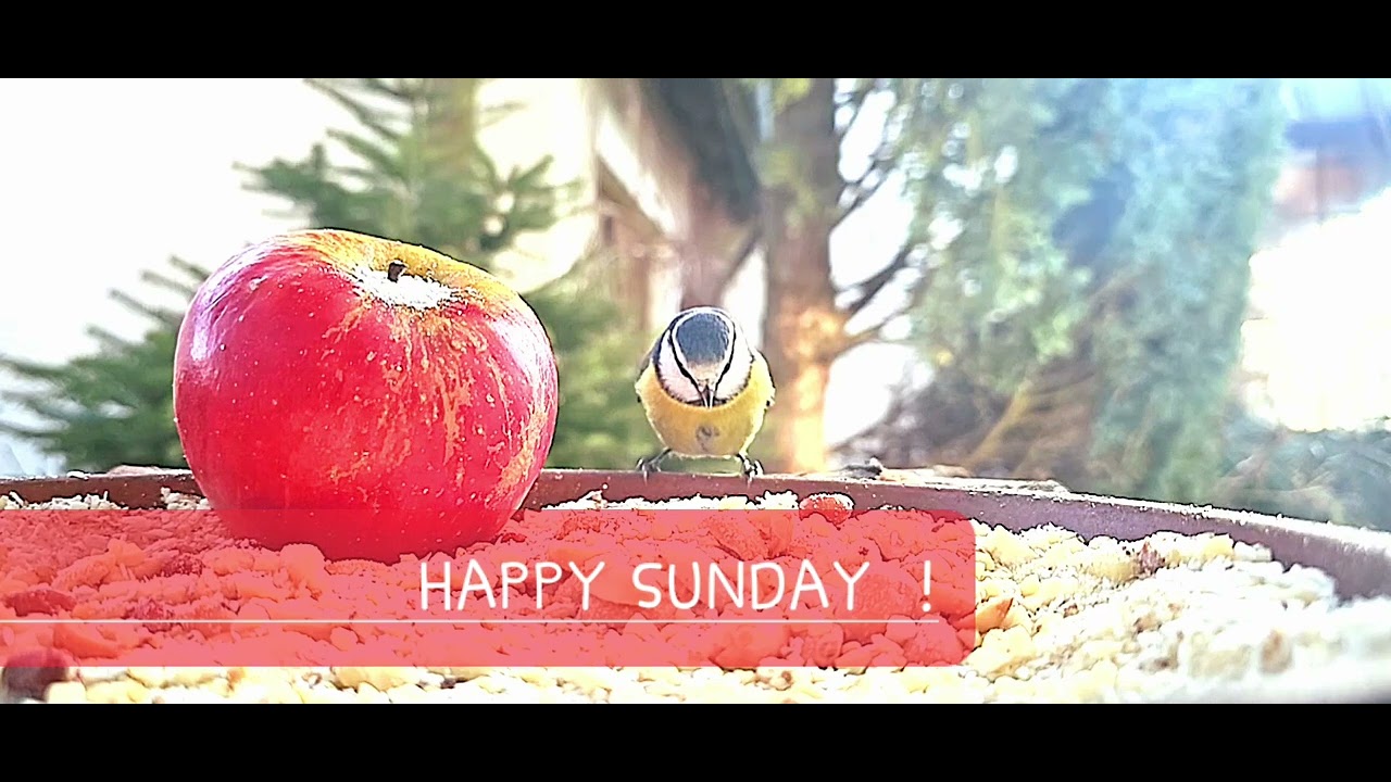 HAPPY SUNDAY ! - YouTube