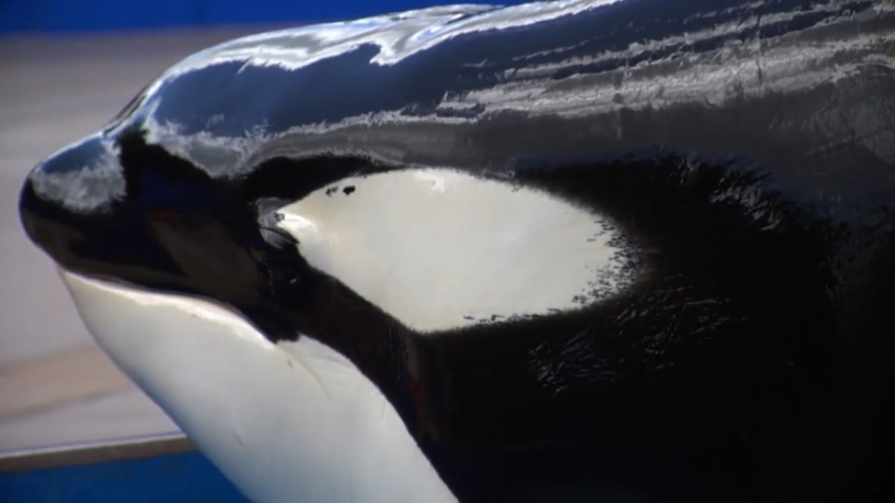 Tilikum's true story - YouTube