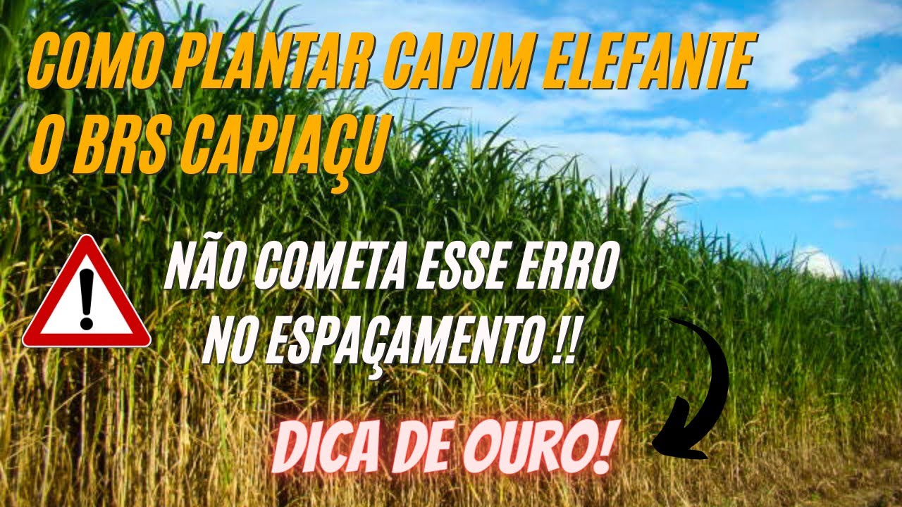 [PASSO A PASSO]-Como Plantar o Brs Capiaçu - Capim Elefante - YouTube