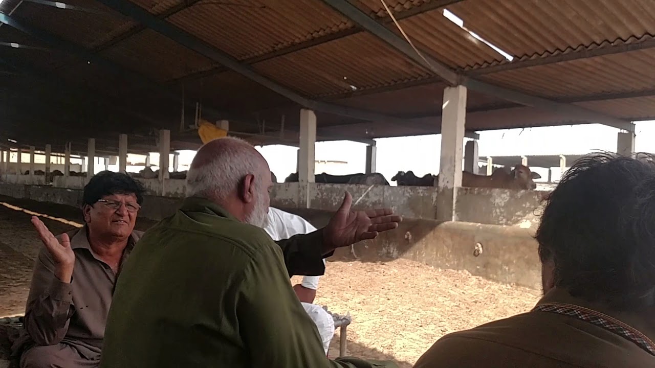 Dumba goat(1) - YouTube