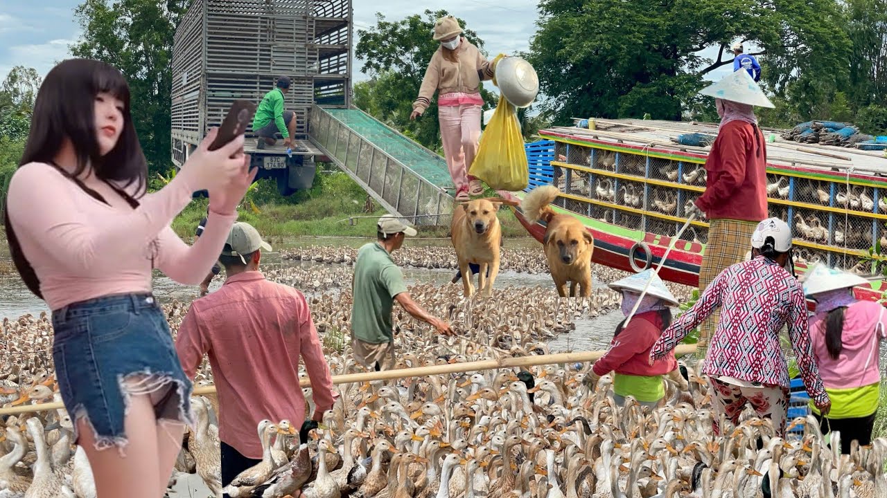 Close-Up: 2 Trucks Unload 20,000 Ducks – Peaceful Farm Life in ...
