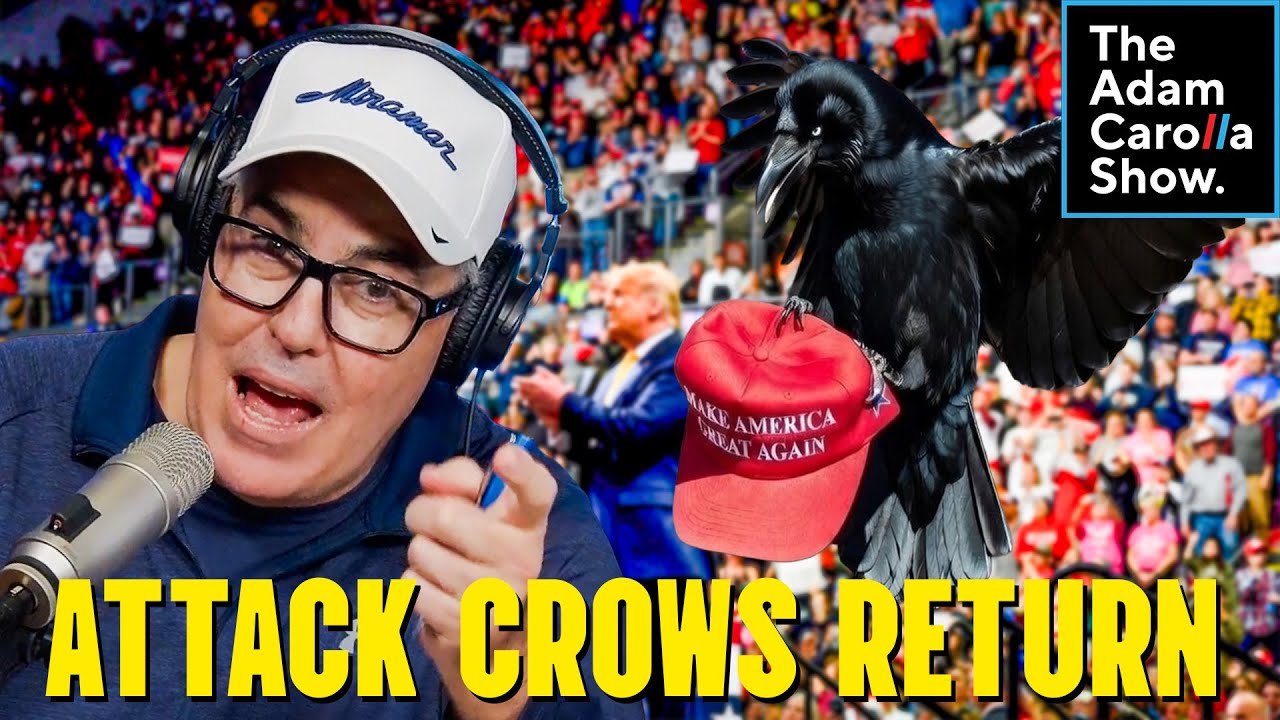 Man Trains Crows to Attack MAGA Hats+MLK Day Becomes Palestine ...