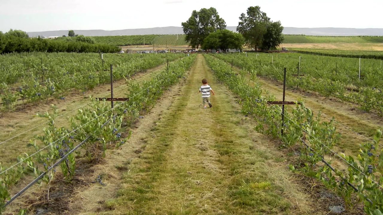Our Son In a BlueBerry Patch At Bill's Berry Farm, Grandview, WA - YouTube