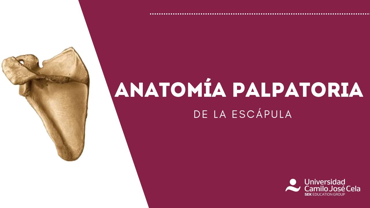 Anatomía palpatoria de la escápula - YouTube