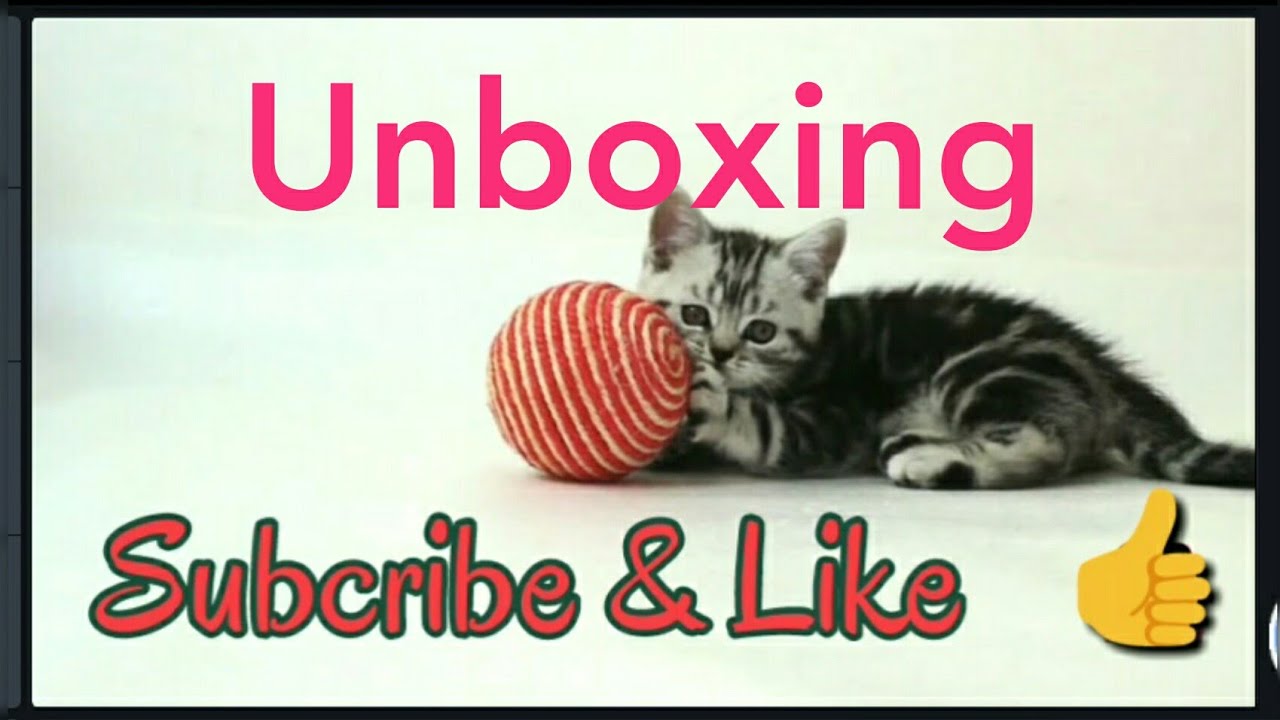 unboxing - animals - cat in the Unboxing..!! Kandang kucing, bagaimana ...