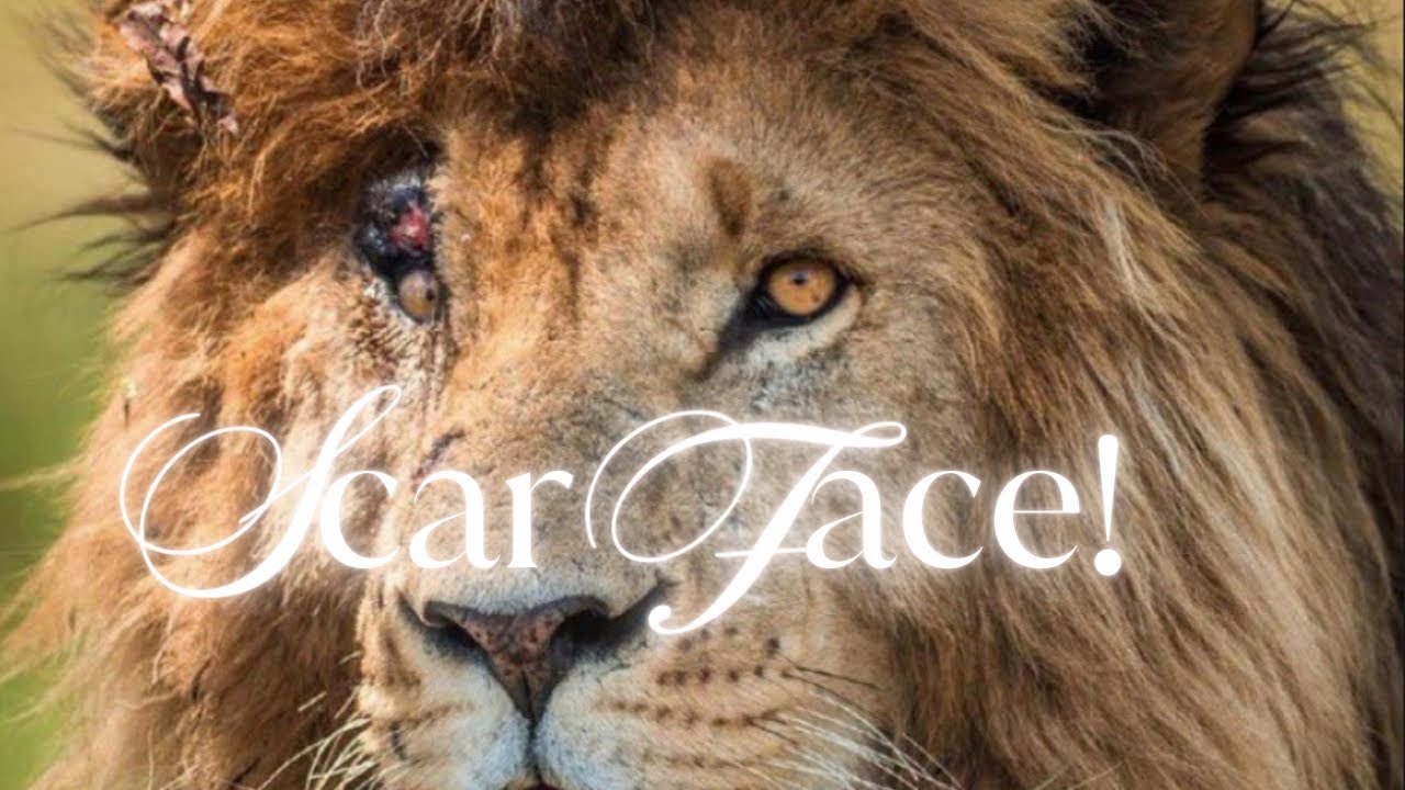 Scarface the Lion: A Life of Majesty and Tragedy in the Masai Mara ...