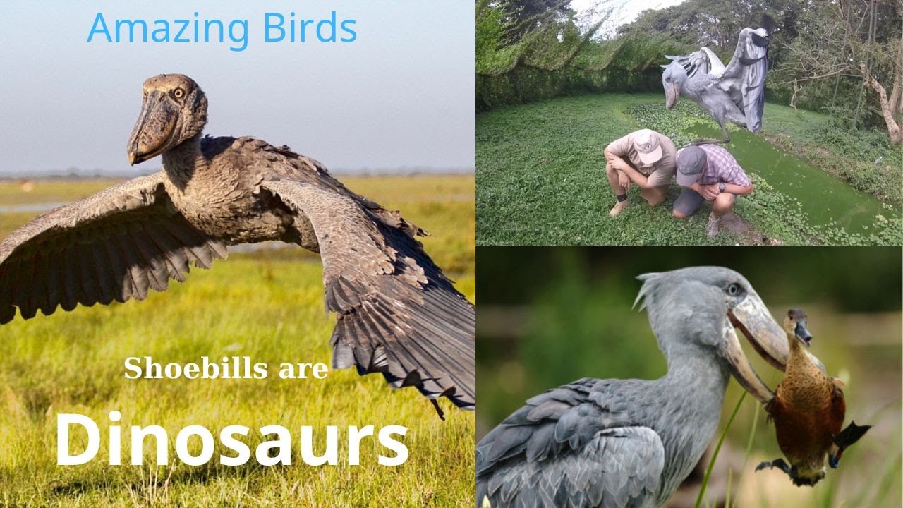 Shoebill Stork- Shoebill Stork attack-Dinosaur Bird-5s Story Animals ...