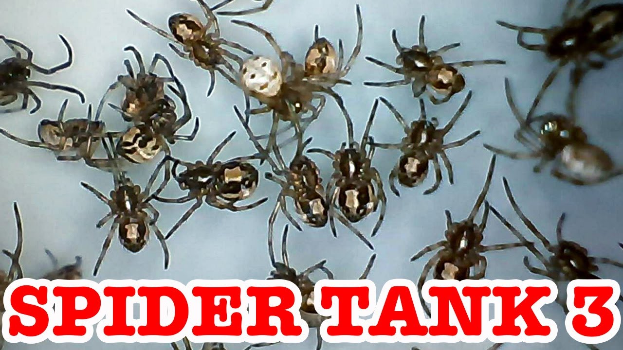 Redback Spider Tank 3 The Hunger Games Begin EDUCATIONAL VIDEO Part 1 ...