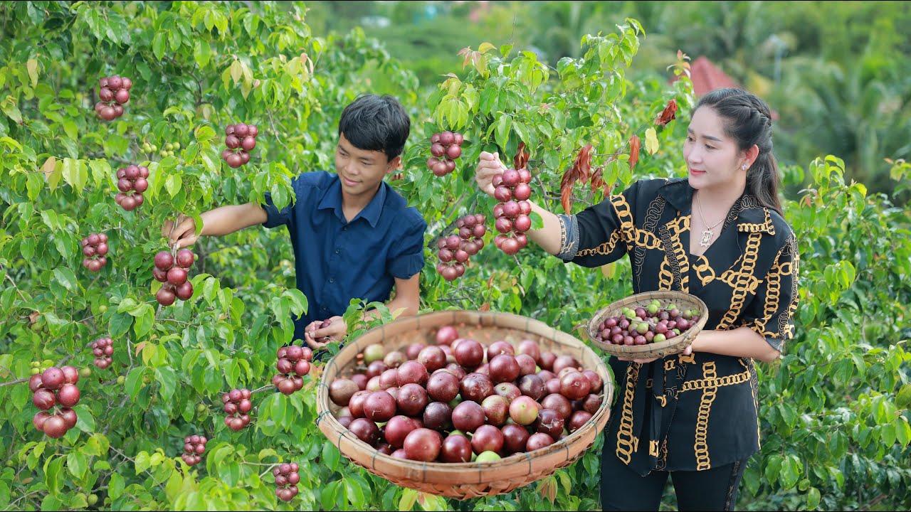 Have you ever try governor plums soup? / Pick Governor Plum fruits on ...