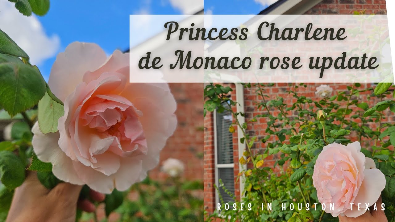 Princess Charlene de Monaco - October 2023 Update - YouTube