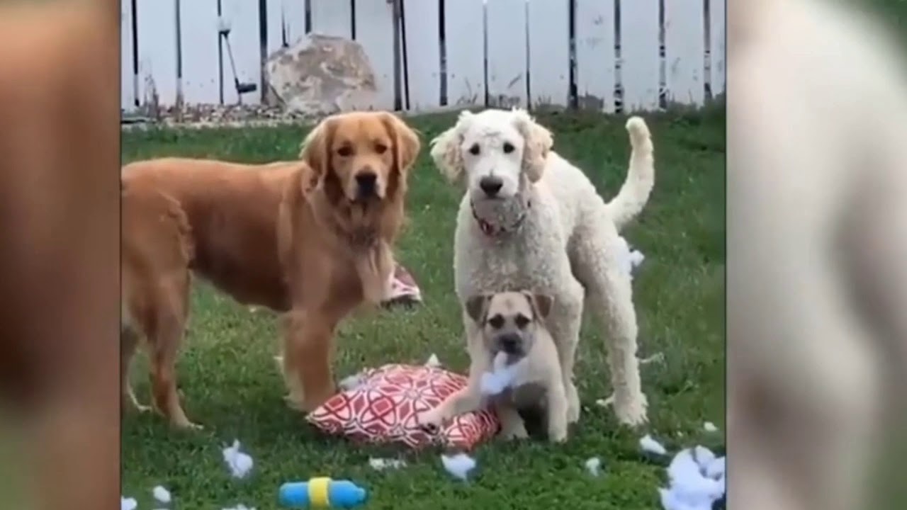 Funny pets moments | try not to laugh challenge | dogs and cats doing ...
