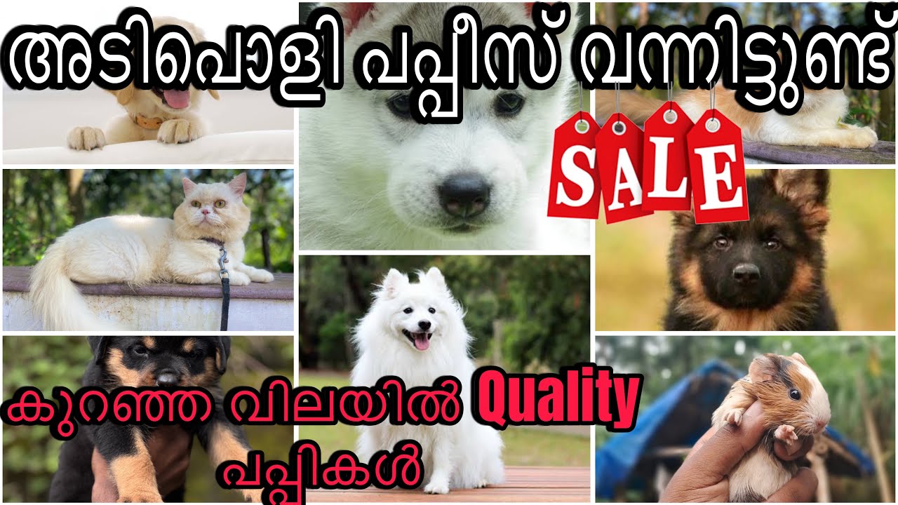 പപ്പികൾ വിൽപ്പനയ്ക്കി|puppy’s for sale video Malayalam |kerala|dog|pets ...