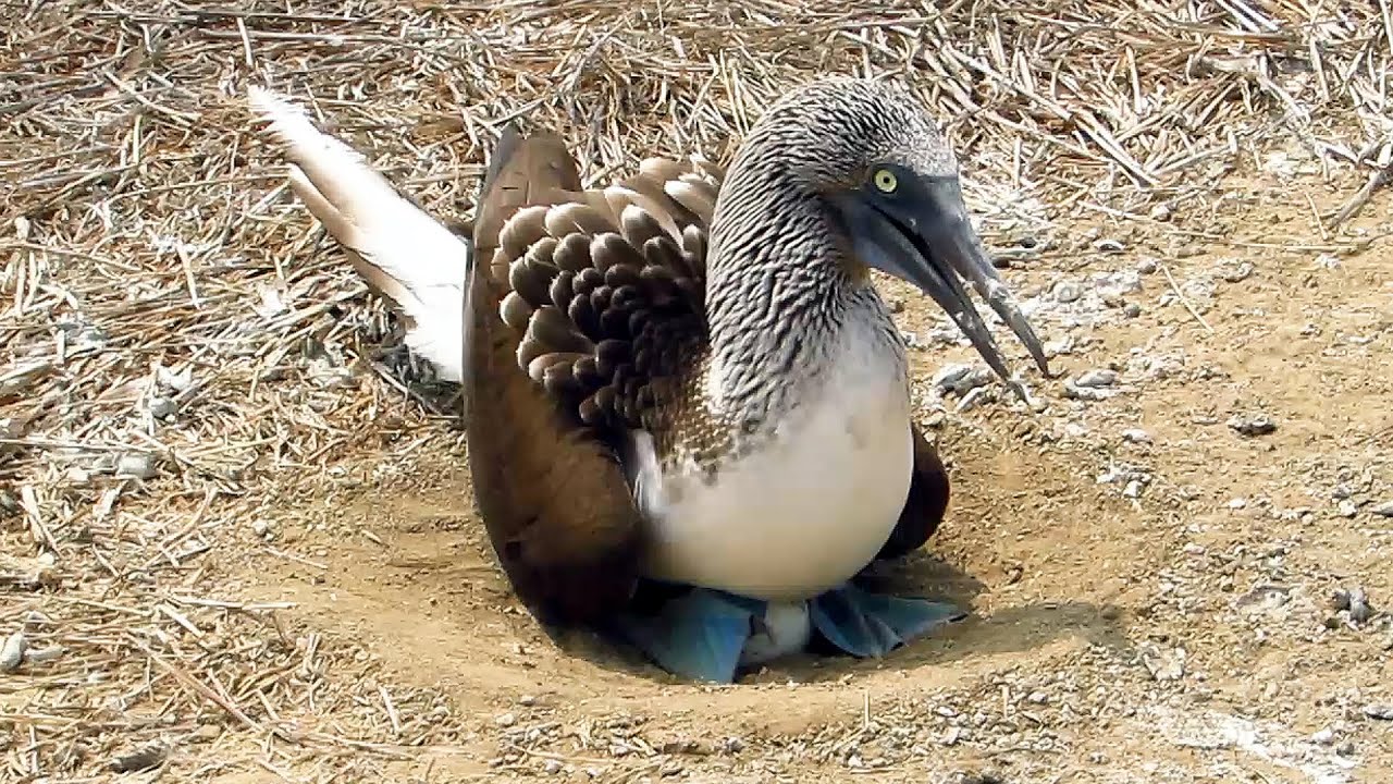 Blue-footed Booby Colony on Isla de la Plata - YouTube