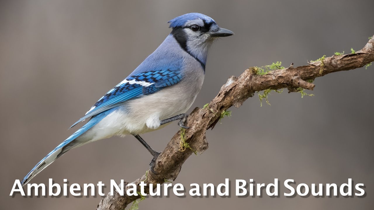 Ambient Nature and Bird Sounds - YouTube