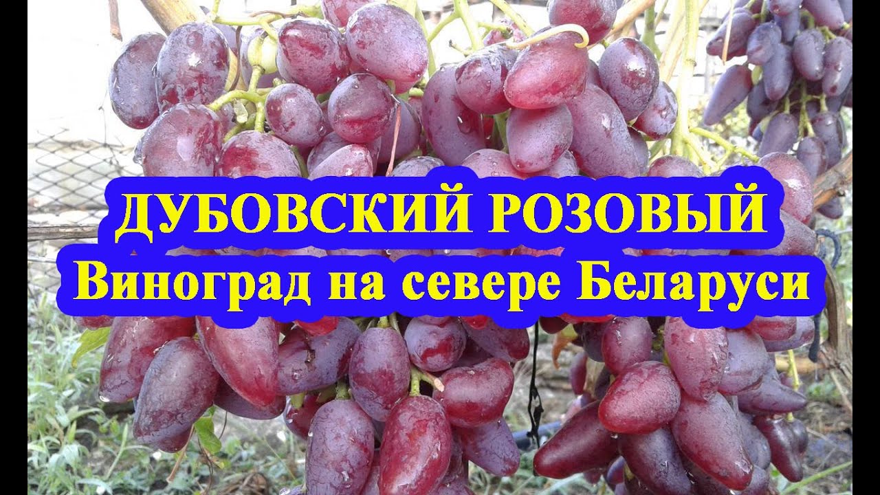 Виноград Дубовский розовый // Grapes Dubovsky pink // Съемка 1 сентября ...