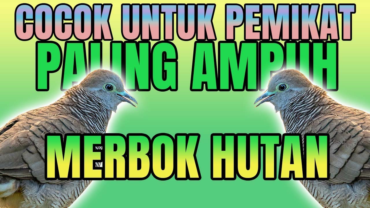 PIKAT MERBOK HUTAN - YouTube