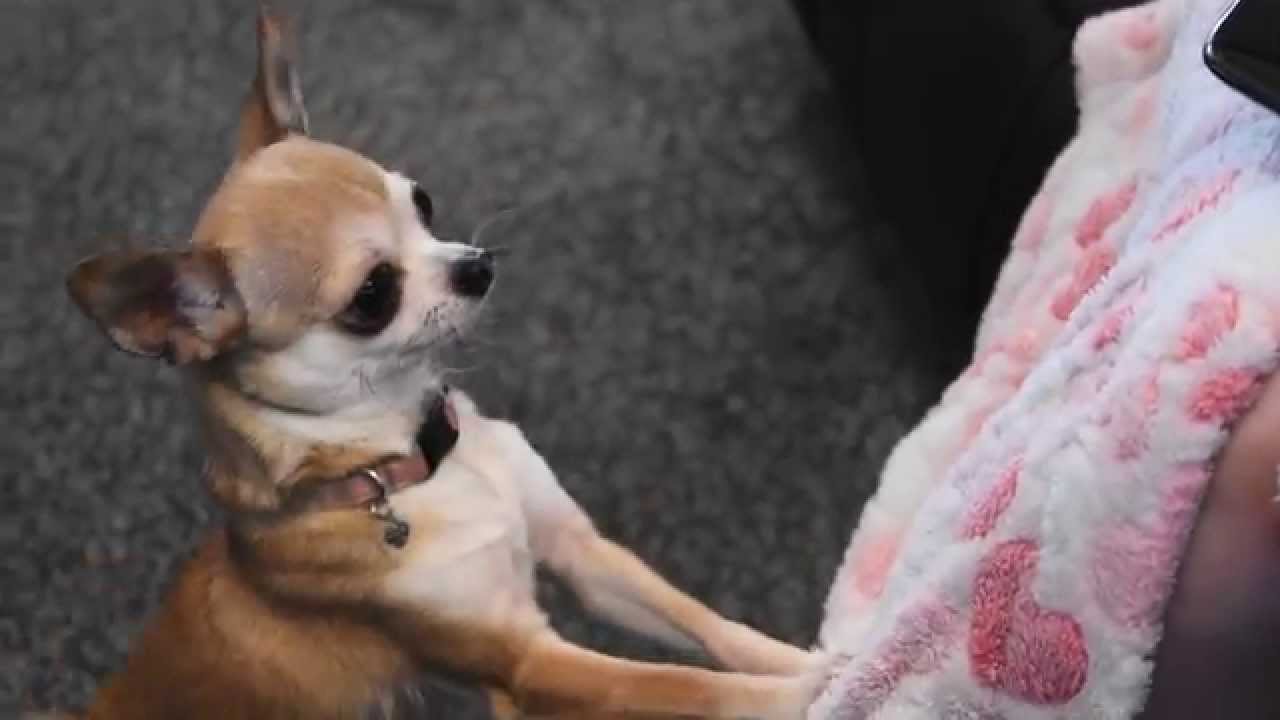 Cute chihuahua dog eating toast - YouTube