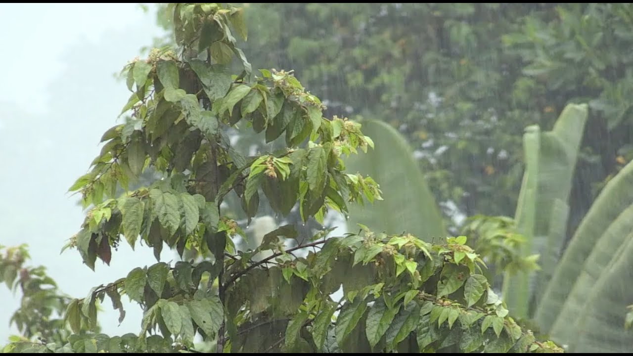 Raining Peaceful Forest | Chill Your Mood Relax - YouTube