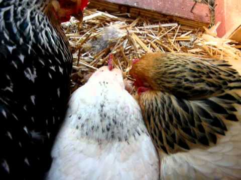 Three stooges. Broody hens stealing eggs from each other. - YouTube