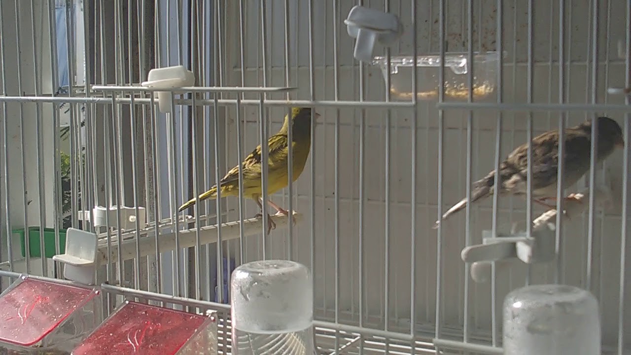 Fife Fancy 2019 - YouTube