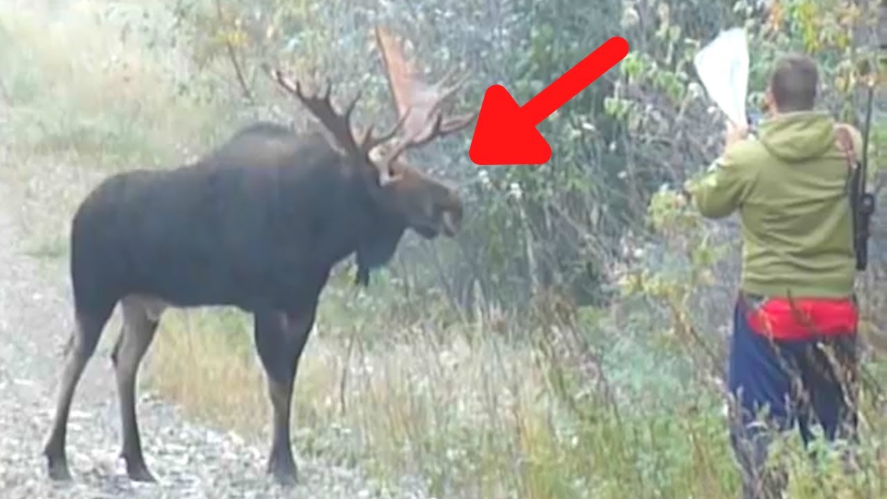 4 Scary Moose Encounters That Will Creep You Out (Part 5) - YouTube