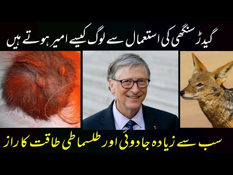 Gidar singhi/siyar singhi\Jackal horn explanation in urdu/hindi how to ...
