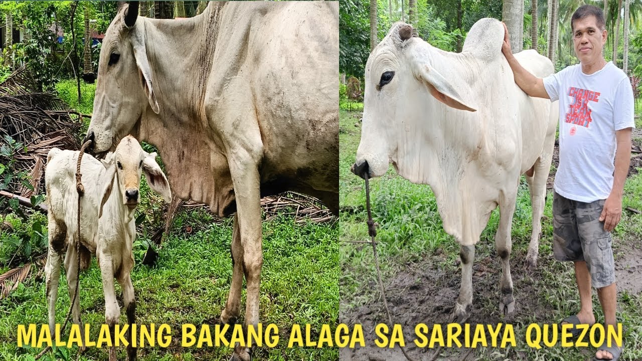 Mga malalaking Inahing Baka sa Sariaya Quezon! - YouTube