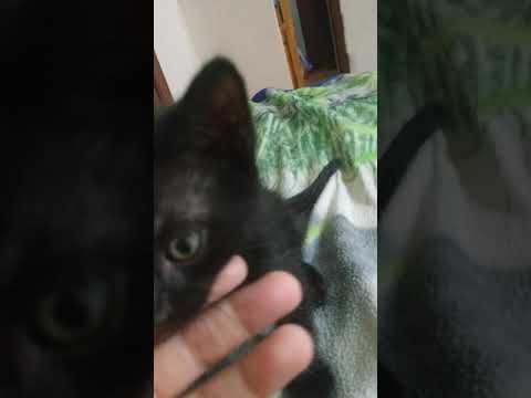 El gatito chimuelo - YouTube