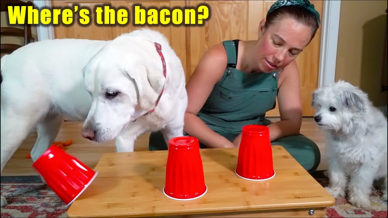 Our Dogs Play Shell Game | Funny Pet Challenge - YouTube