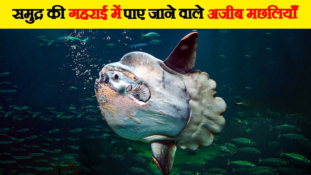 हिन्द महासागर में पाए जाने वाले समुद्री जीव | Sea Creatures Found in ...